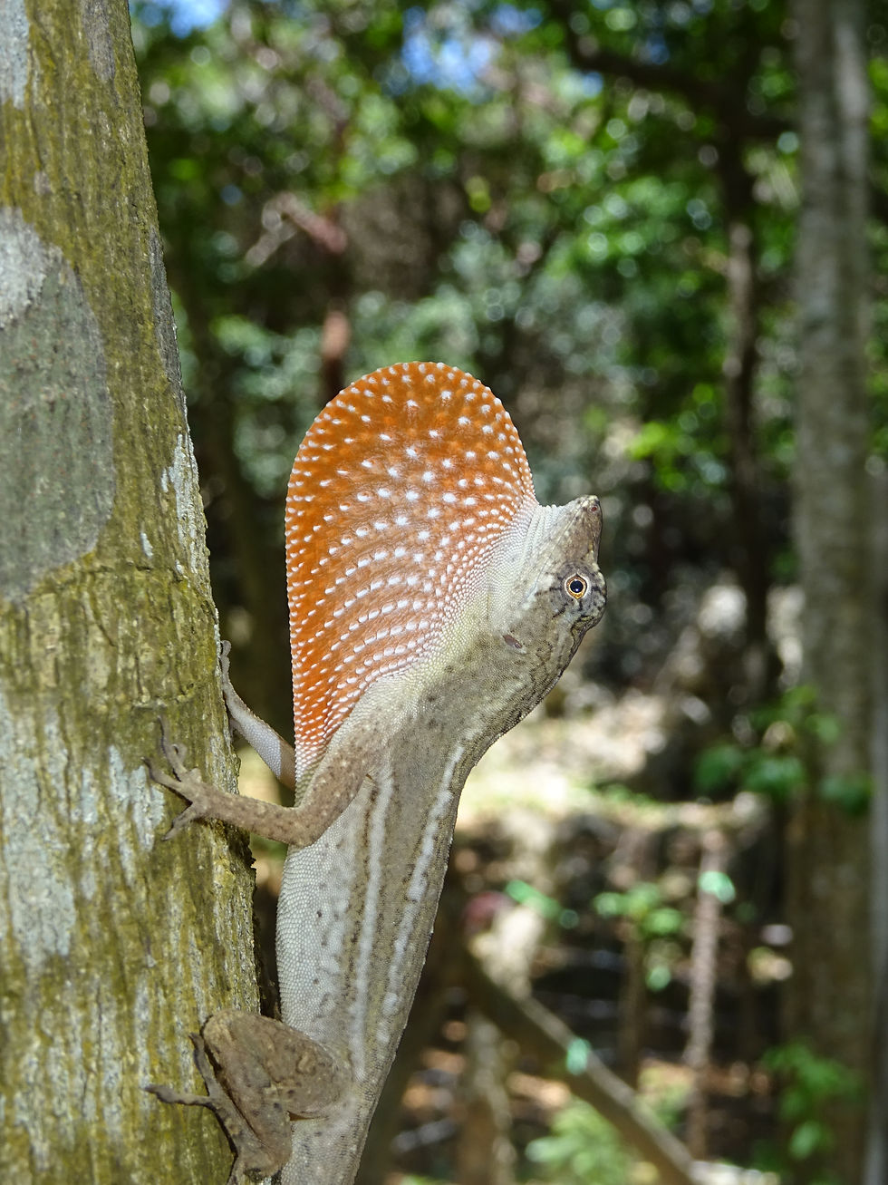 Anole Lizards Kanahau Wildlife Conservation